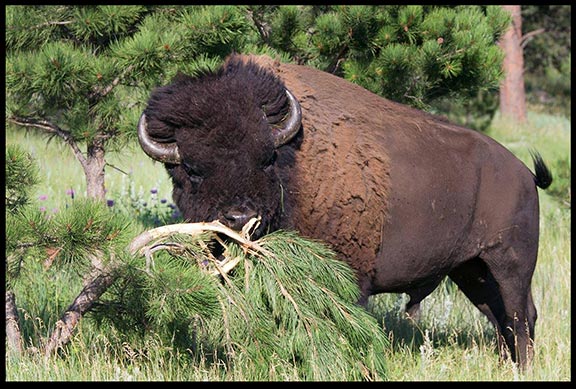 Wild Boar, Feral Swine, Texas Hog Hunting at its best - Boars All Day