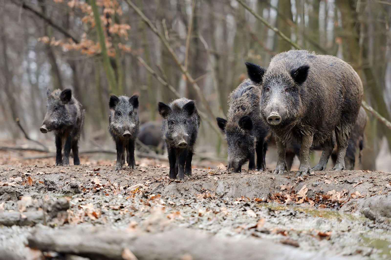Wild Boar, Feral Swine, Texas Hog Hunting at its best - Boars All Day