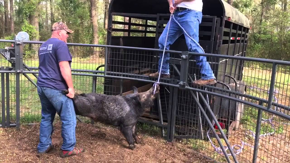 Wild Boar, Feral Swine, Texas Hog Hunting at its best - Boars All Day
